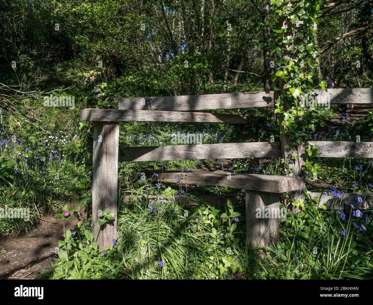 A wooden timber stile in dappled sunlight with bluebells and footpath ...