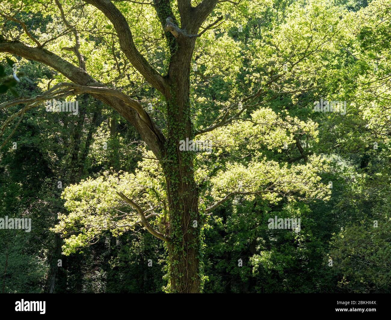 a backlit sunlight leaf canopy tree trunk centre full frame silhouette ...