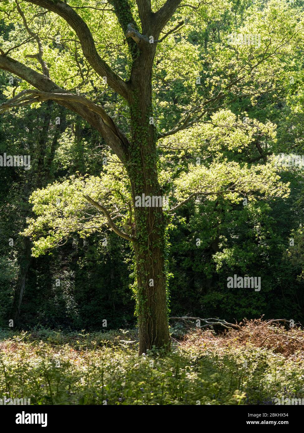 a backlit sunlight leaf canopy tree trunk centre full frame silhouette ...