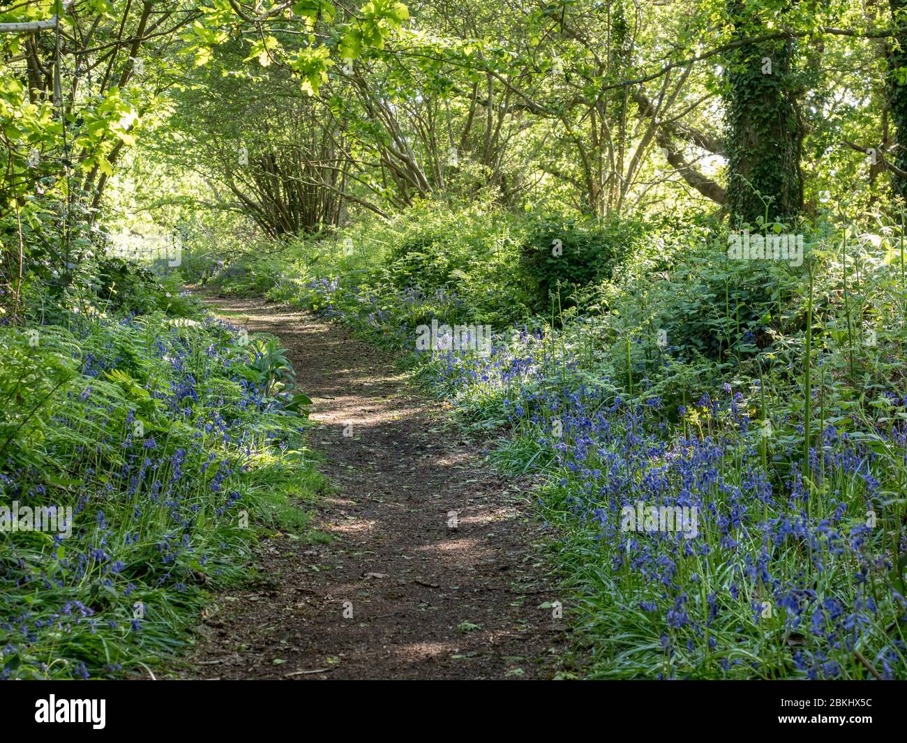 Woodland edges hi-res stock photography and images - Alamy