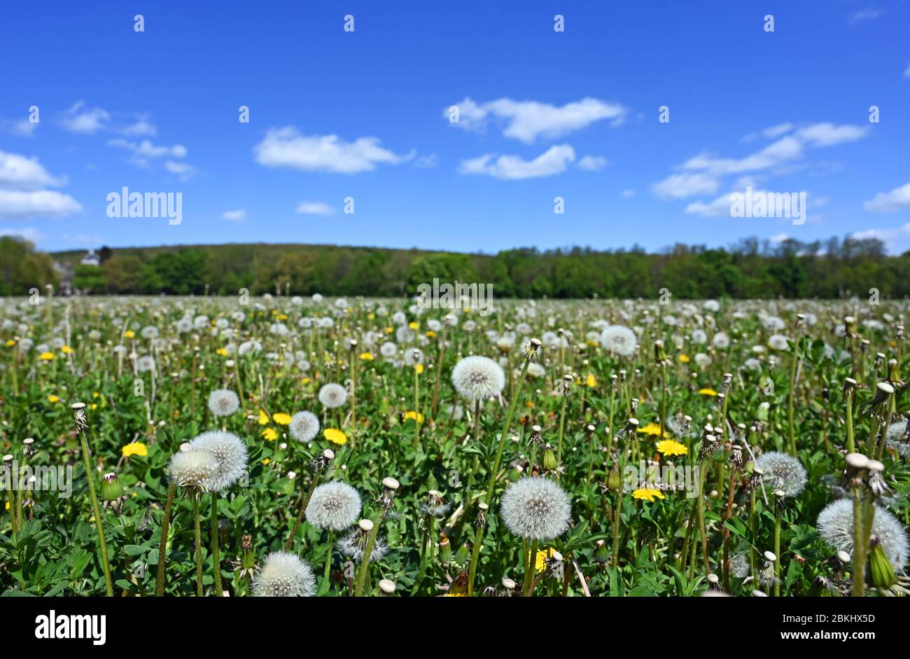 Dandelion meadow in spring hi-res stock photography and images - Alamy