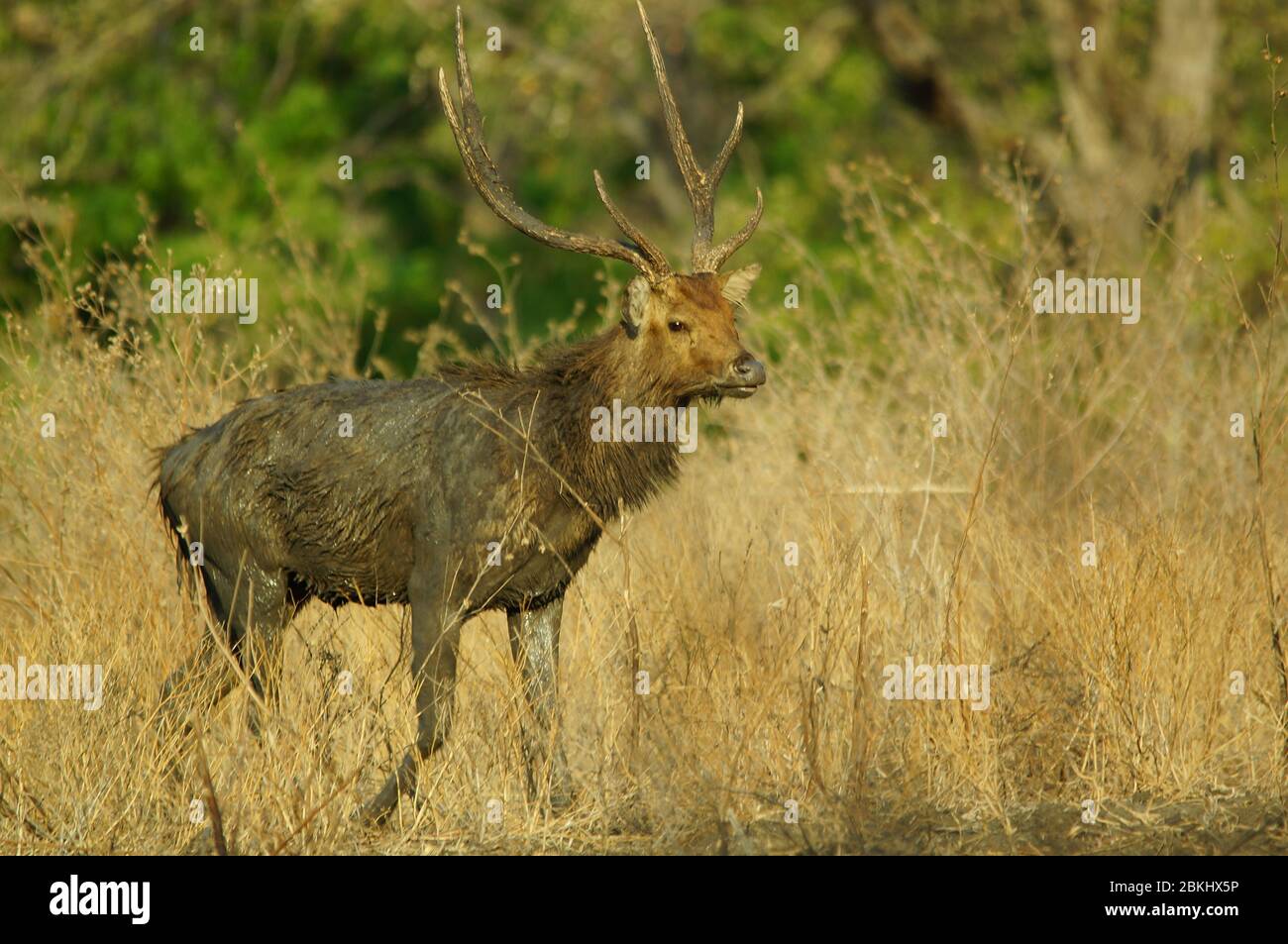 Javan rusa or Sunda sambar (Rusa timorensis) is a deer species that is ...
