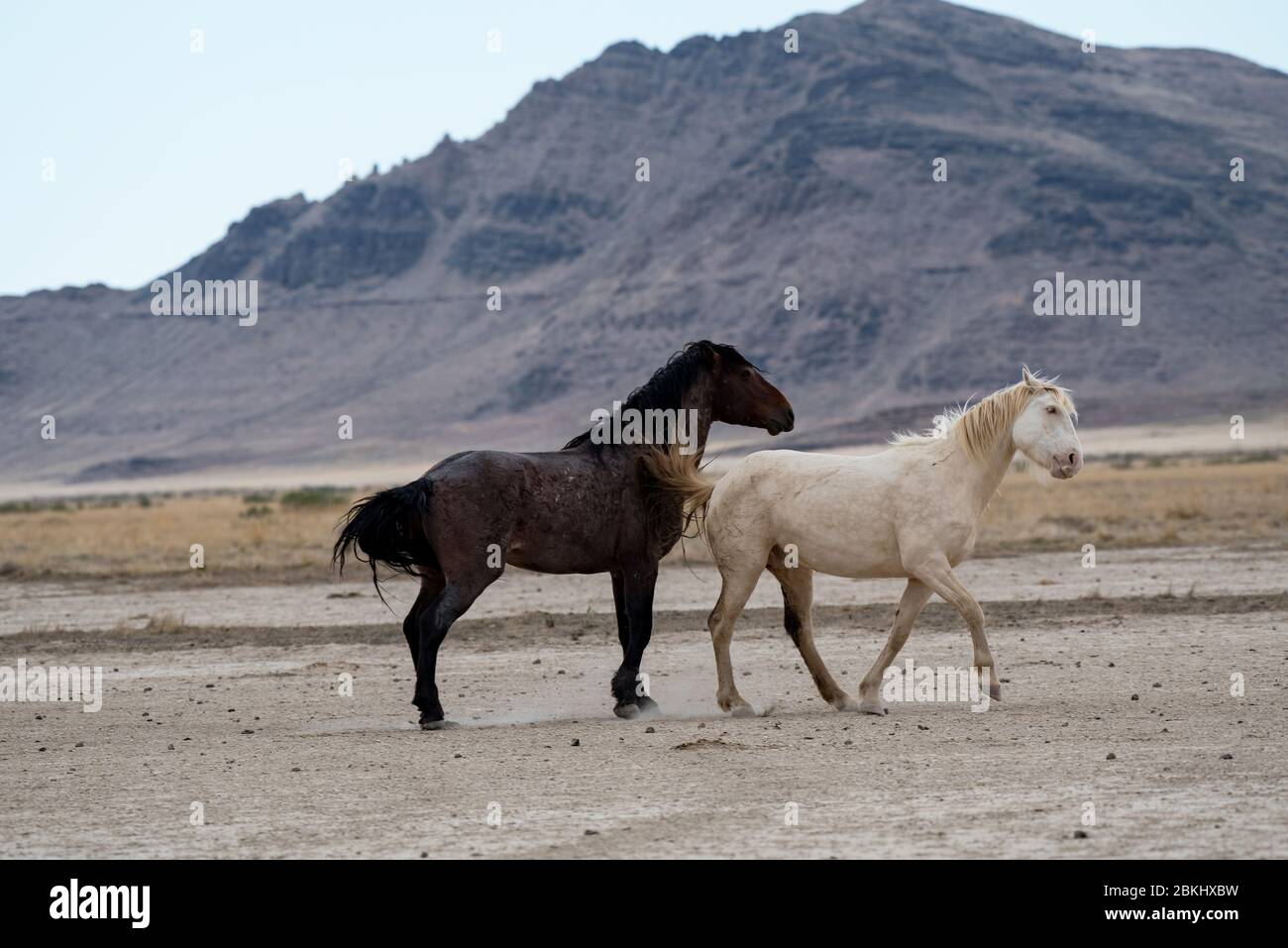 Horses mating hi-res stock photography and images - Alamy