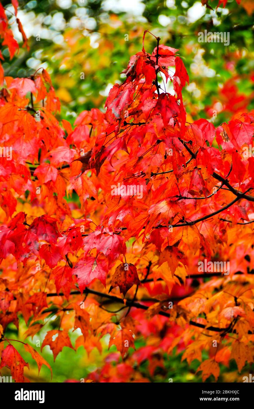 New england fall red yellow hi-res stock photography and images - Alamy