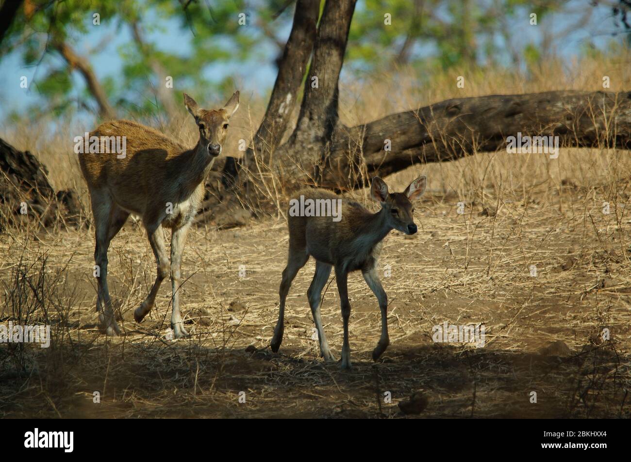 Javan rusa or Sunda sambar (Rusa timorensis) is a deer species that is ...