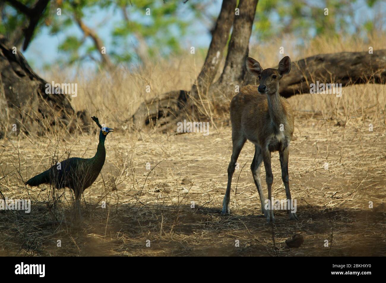 Javan rusa or Sunda sambar (Rusa timorensis) is a deer species that is ...