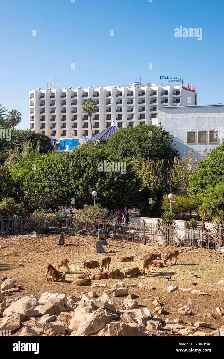 Morocco, Souss-Massa region, Agadir, Birds Valley animal park, mouflon ...