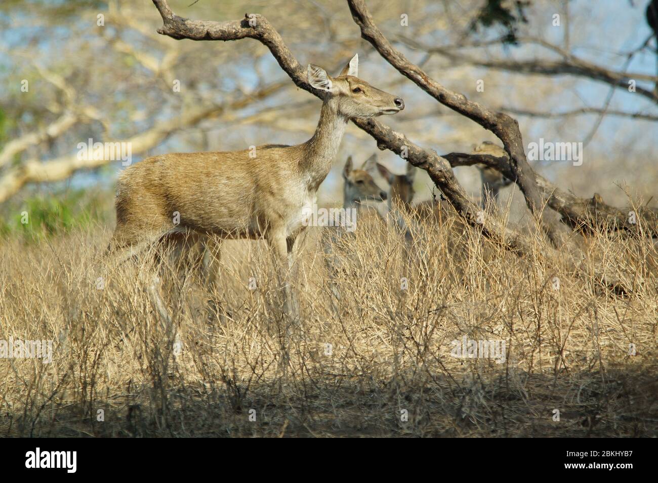 Javan rusa or Sunda sambar (Rusa timorensis) is a deer species that is ...