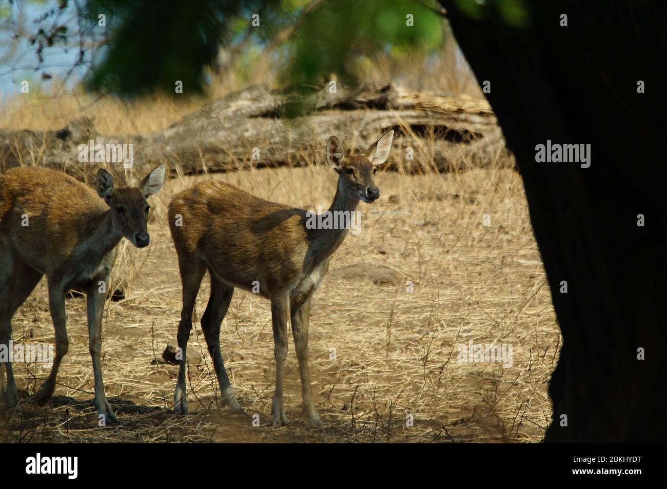 Javan rusa or Sunda sambar (Rusa timorensis) is a deer species that is ...