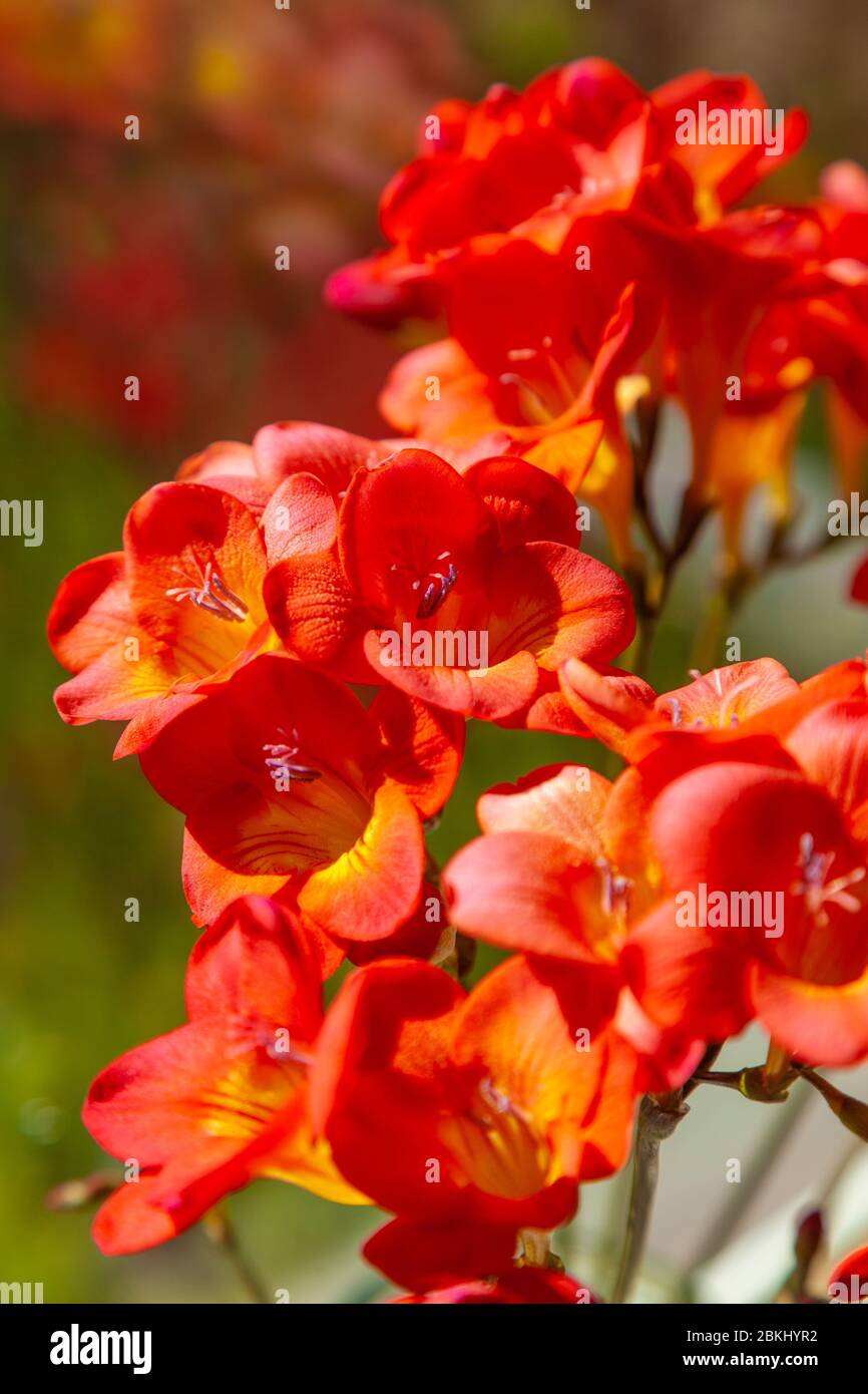Freesia flower hi-res stock photography and images - Alamy