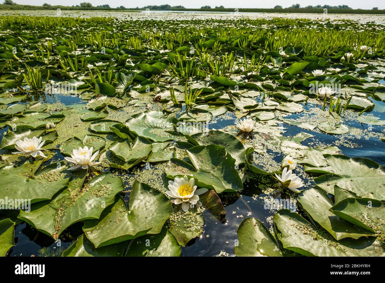 Danube flower hi-res stock photography and images - Alamy