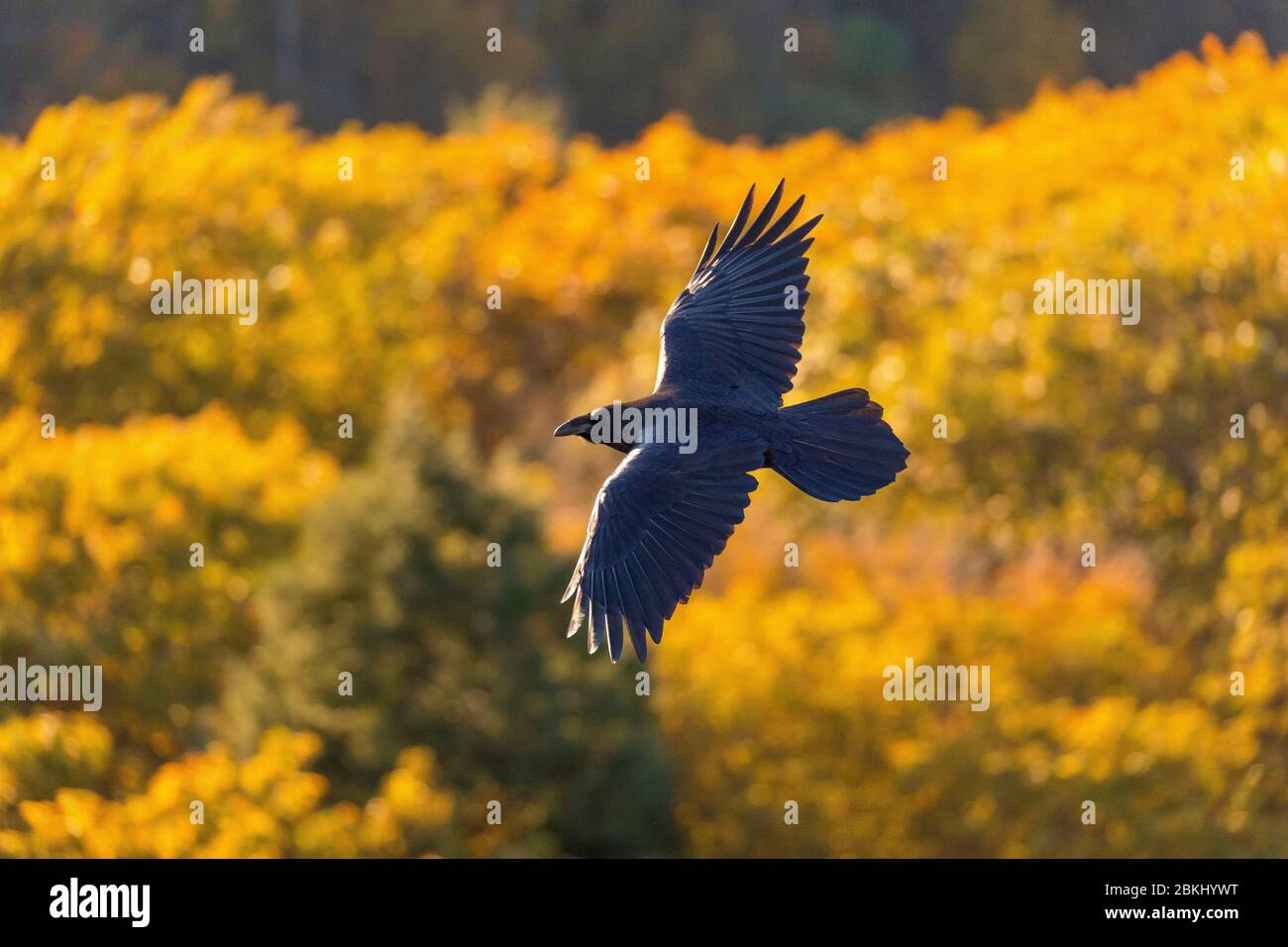 USA, Virginia, Shenandoah National Park in the fall, common crow ...