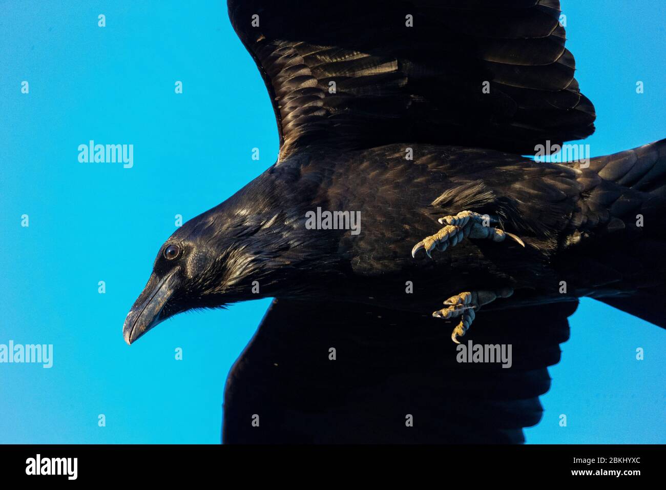 USA, Virginia, Shenandoah National Park in the fall, common crow ...