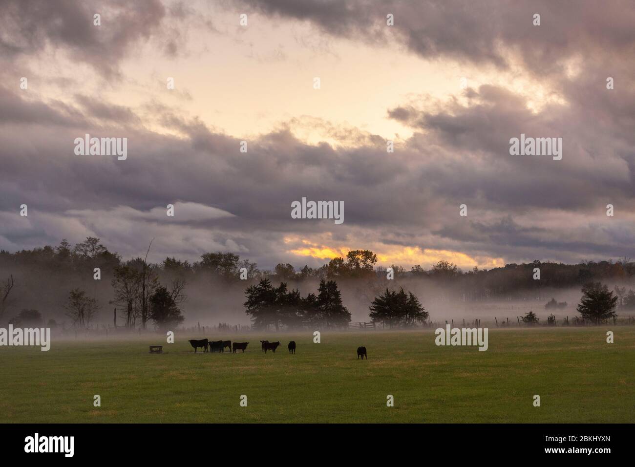 Cow and breeding hi-res stock photography and images - Alamy