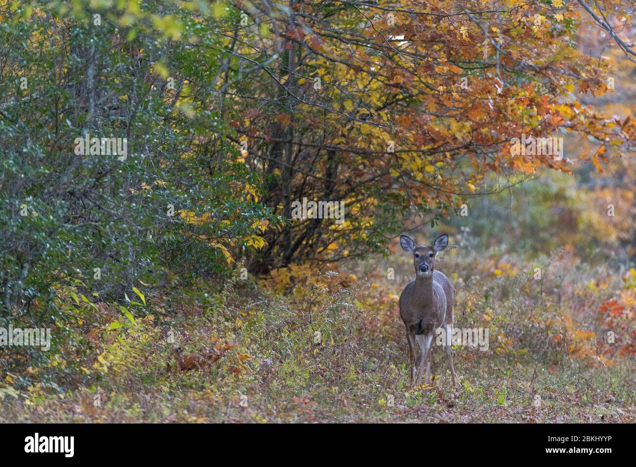 Virginia white tailed deer hi-res stock photography and images - Alamy