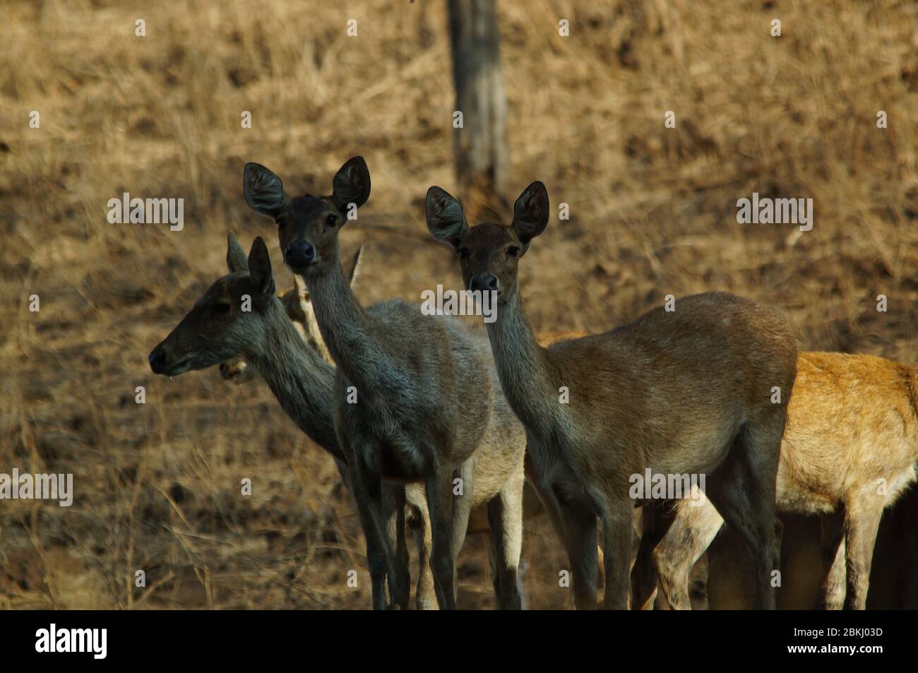Javan rusa or Sunda sambar (Rusa timorensis) is a deer species that is ...