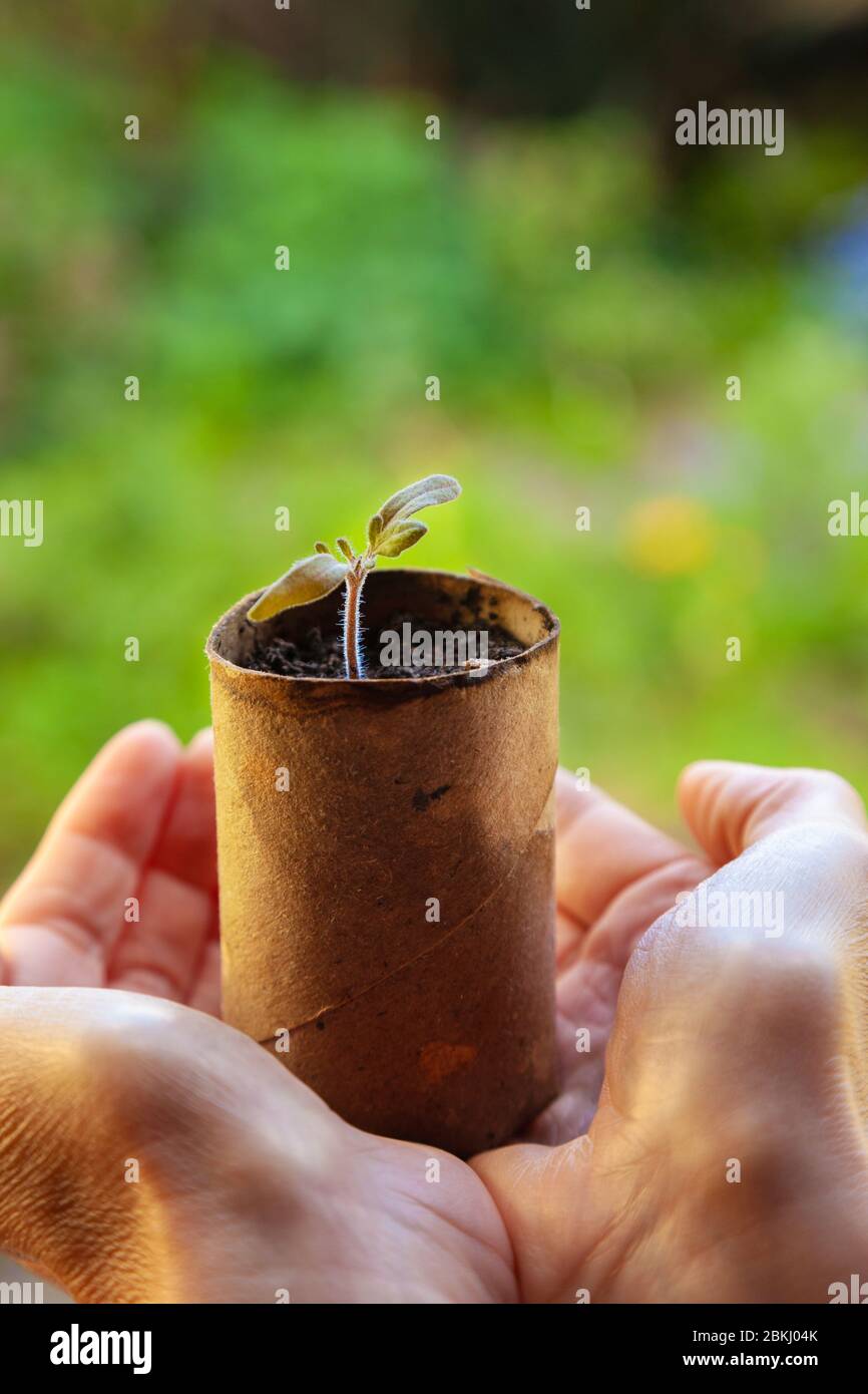 New plants growing in hi-res stock photography and images - Alamy