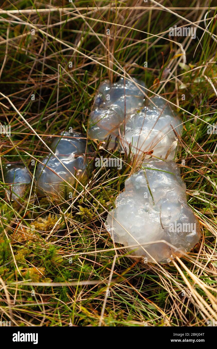 Star shot or moon poo hi-res stock photography and images - Alamy