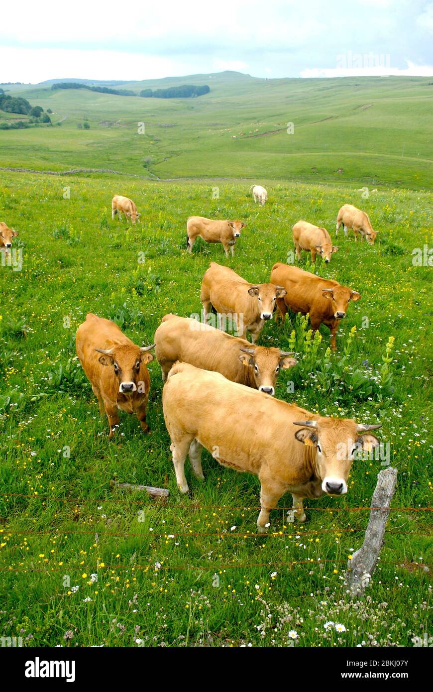France, Aubrac plateau, Aubrac cows Stock Photo - Alamy