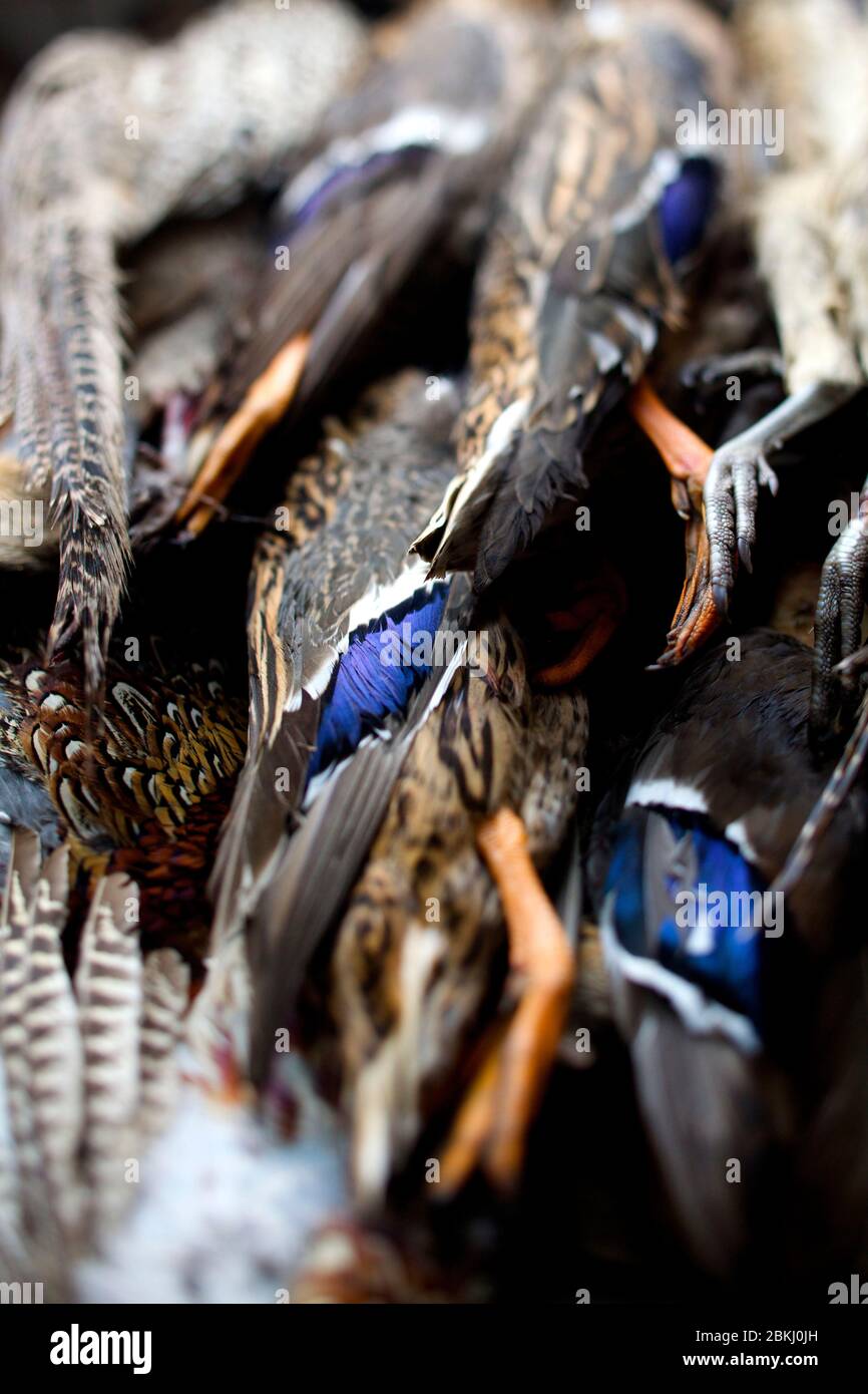 Dead mallard hi-res stock photography and images - Alamy