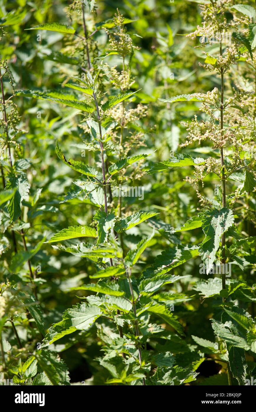 Nettle vegetation hi-res stock photography and images - Alamy