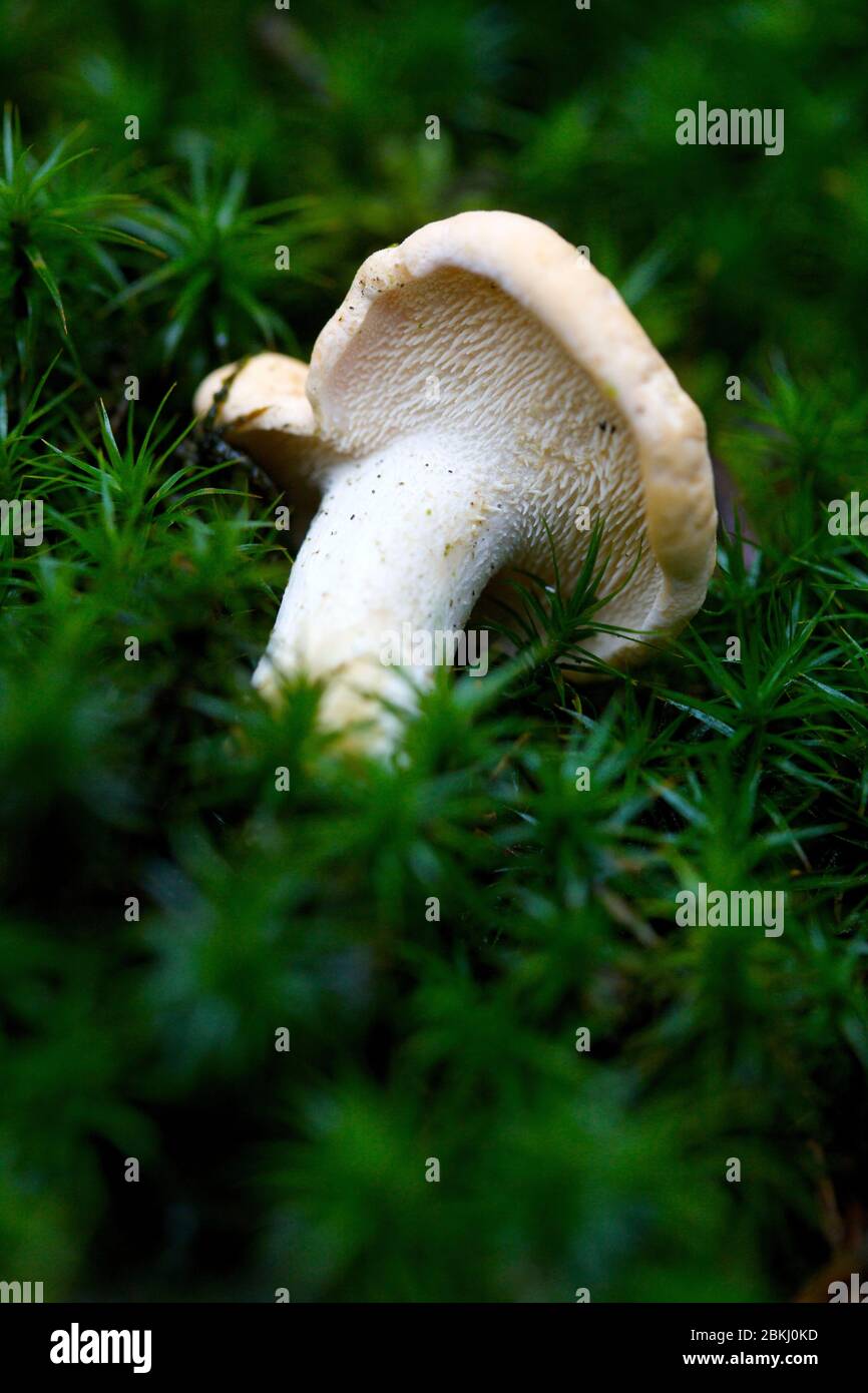 Edible sheep's foot mushroom Stock Photo - Alamy