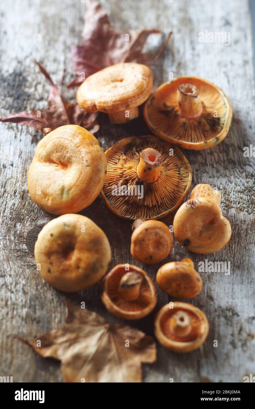 Blood mushroom hi-res stock photography and images - Alamy