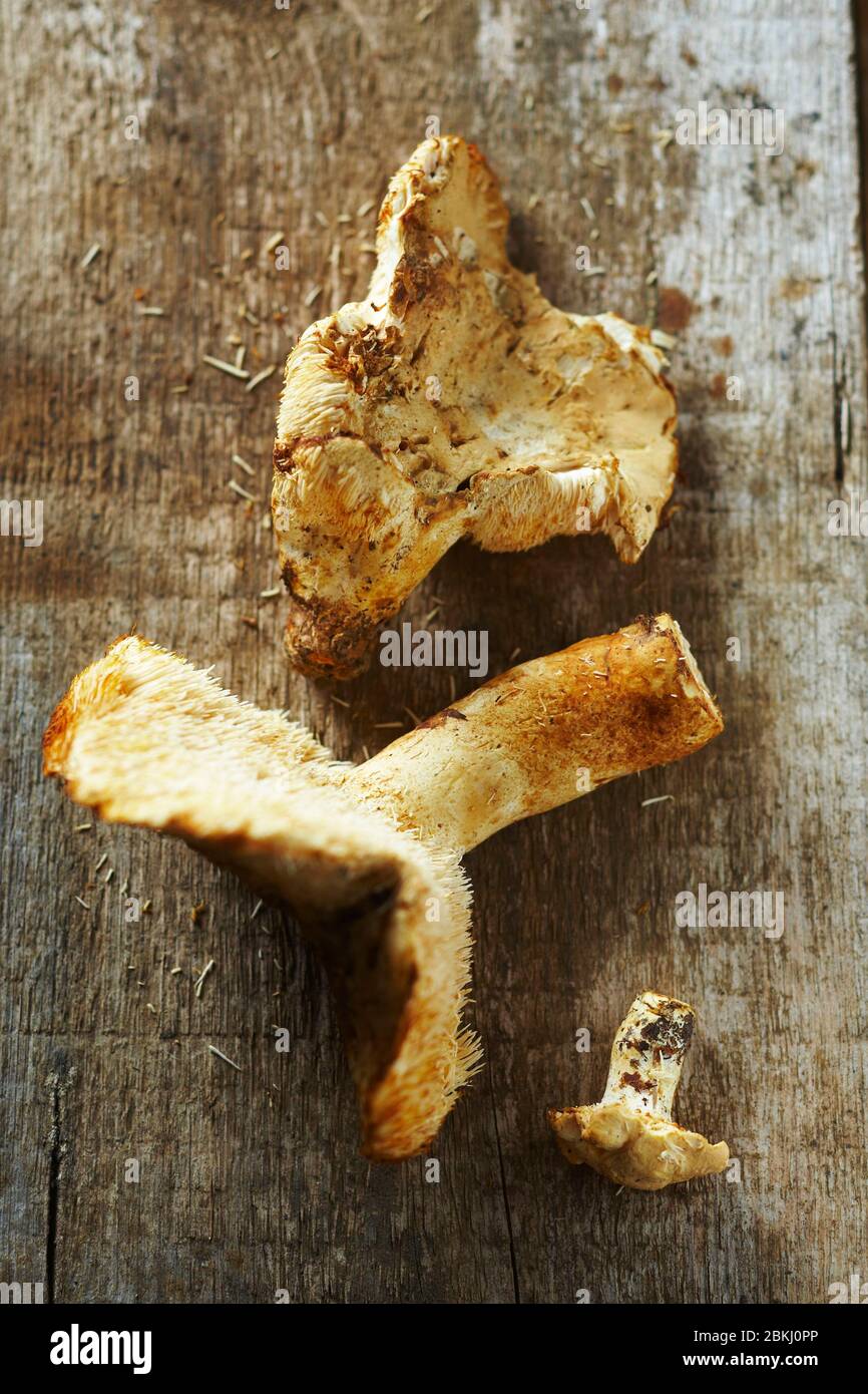 Sheep foot hi-res stock photography and images - Alamy