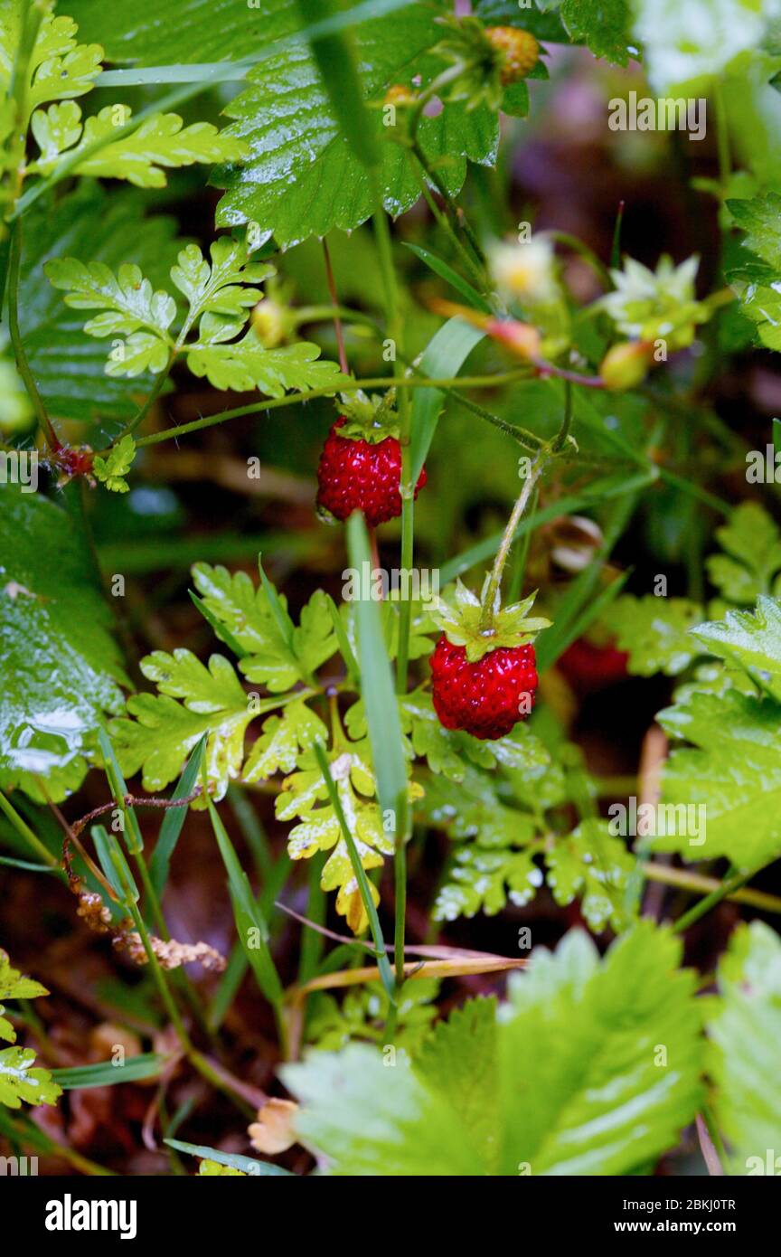 Wild strawberries hi-res stock photography and images - Alamy