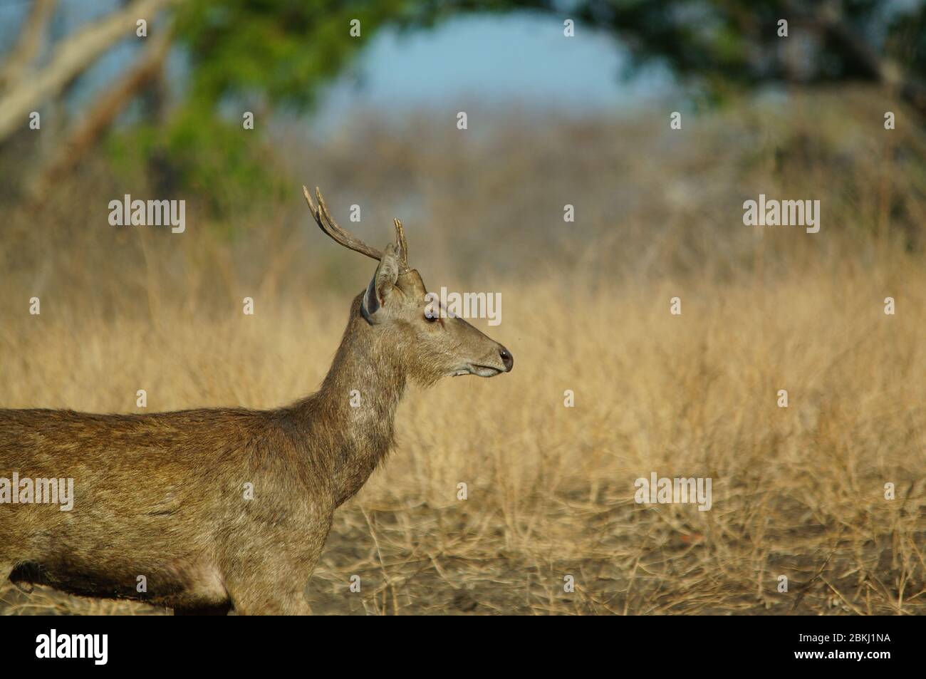 Javan rusa or Sunda sambar (Rusa timorensis) is a deer species that is ...