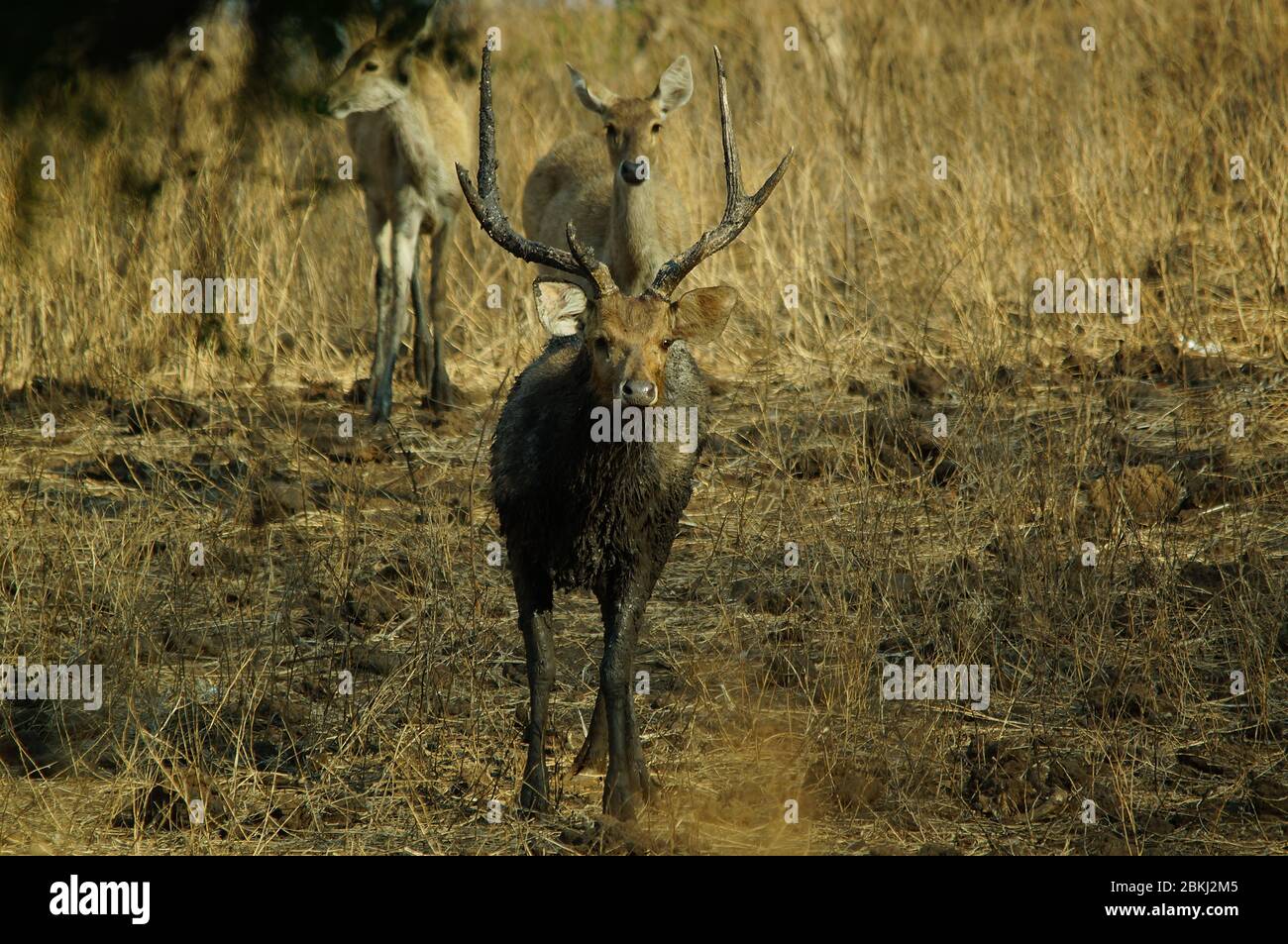 Javan rusa or Sunda sambar (Rusa timorensis) is a deer species that is ...