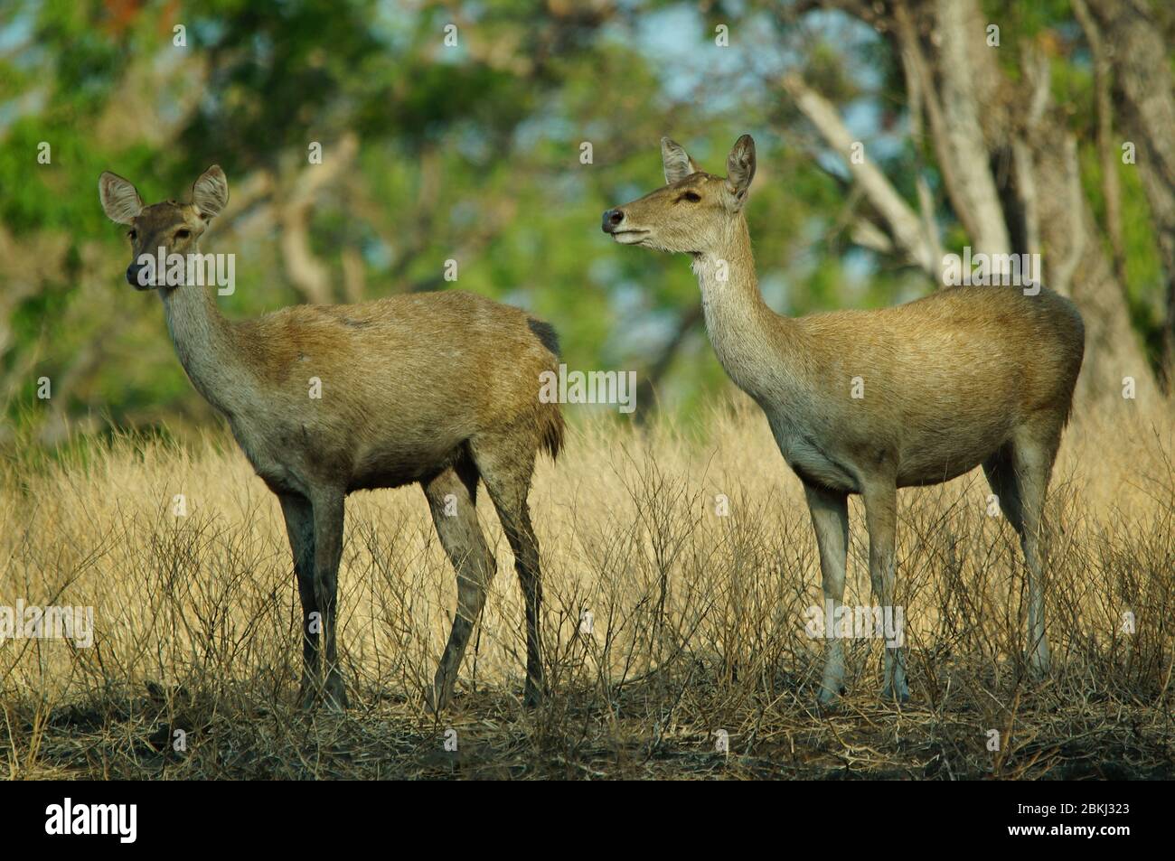 Javan rusa or Sunda sambar (Rusa timorensis) is a deer species that is ...