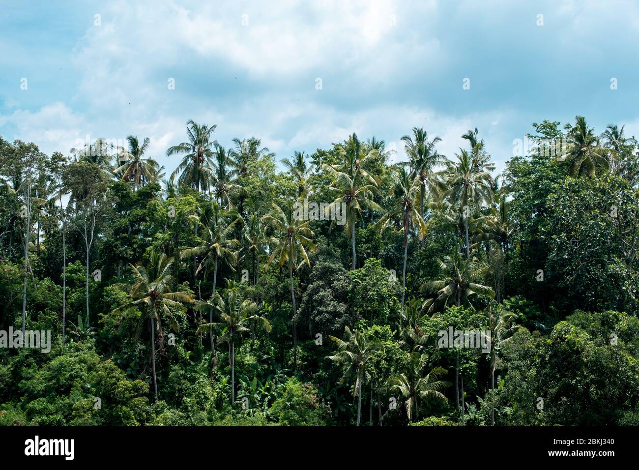 Tropical rain forest jungle with gigantic palm and banyan trees in Ubud ...