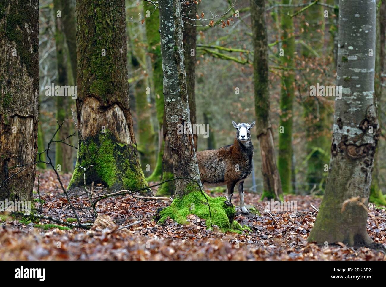 Mouflon de corse hi-res stock photography and images - Alamy