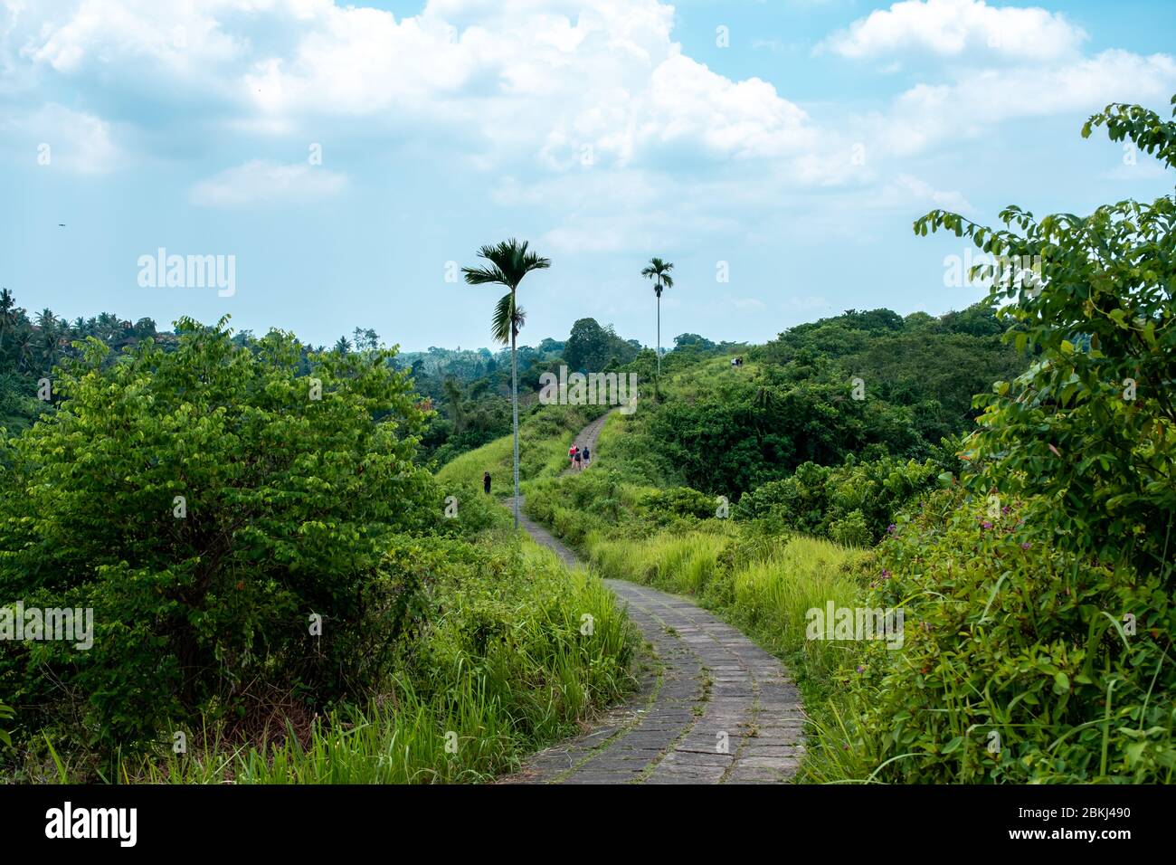 Landscape wallpaper of Campuhan Ridge Walk in Ubud, Bali Island Stock ...