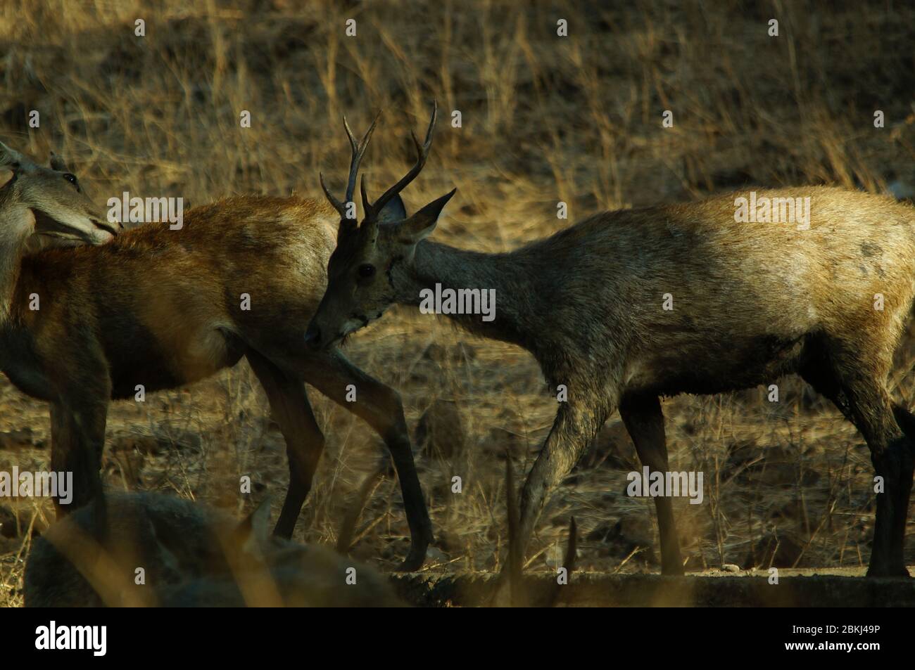 Javan rusa or Sunda sambar (Rusa timorensis) is a deer species that is ...