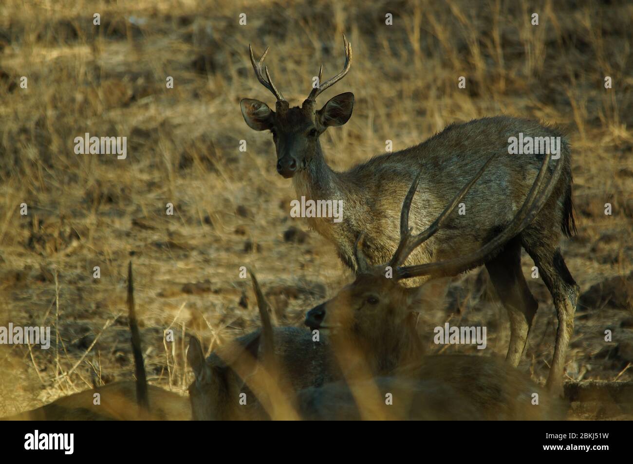 Javan rusa or Sunda sambar (Rusa timorensis) is a deer species that is ...