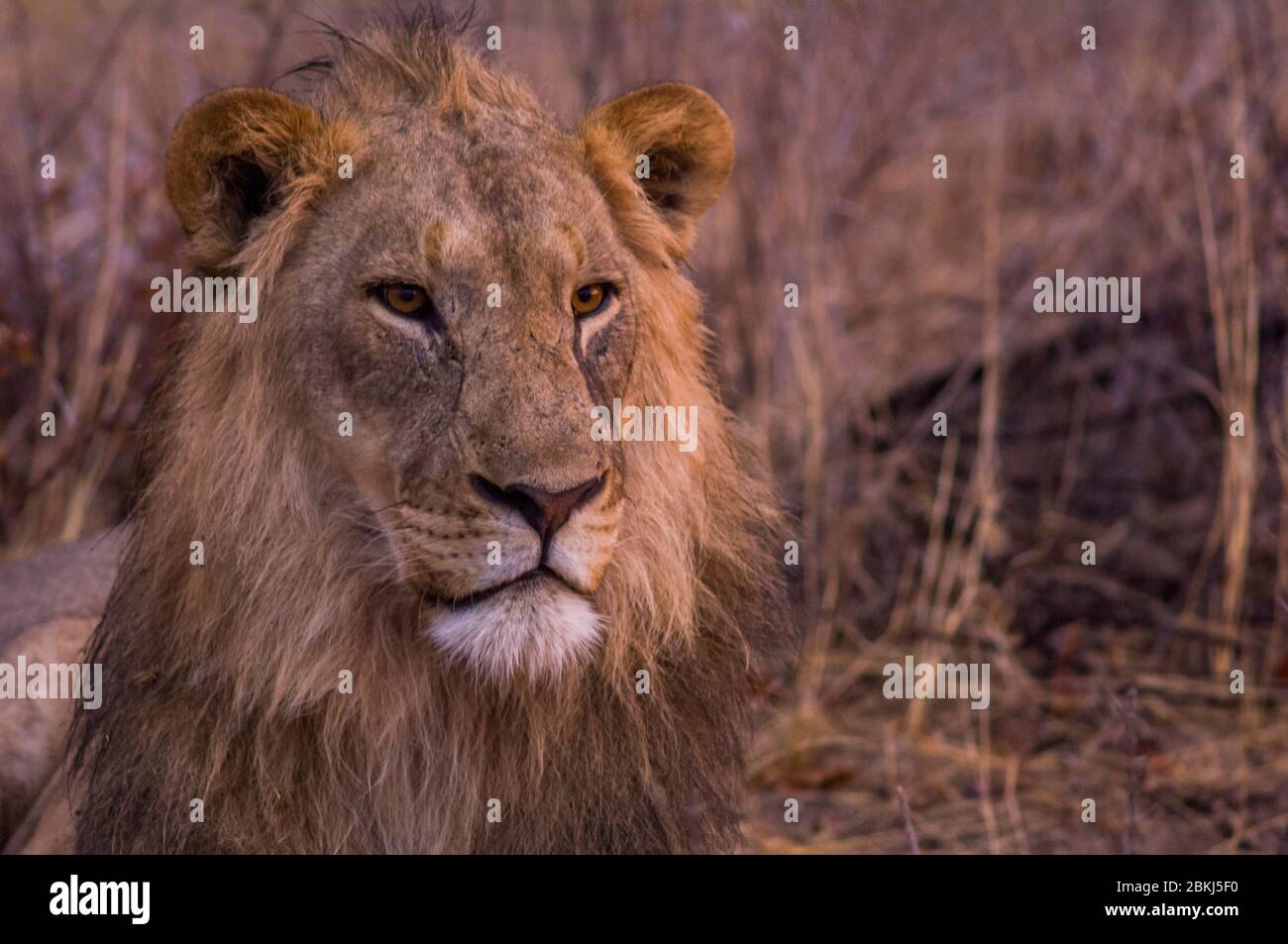 Desert lion hi-res stock photography and images - Alamy