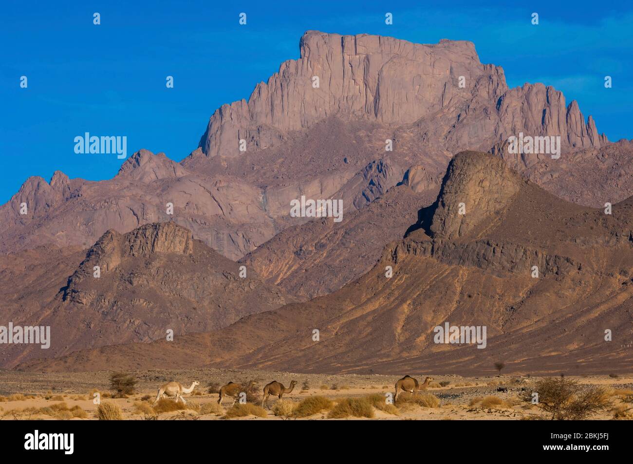 The tuaregs sahara tamanrasset algeria hi-res stock photography and ...