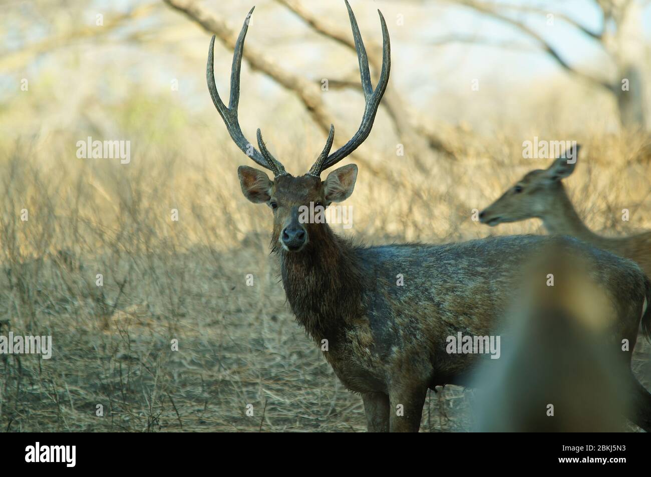 Javan rusa or Sunda sambar (Rusa timorensis) is a deer species that is ...