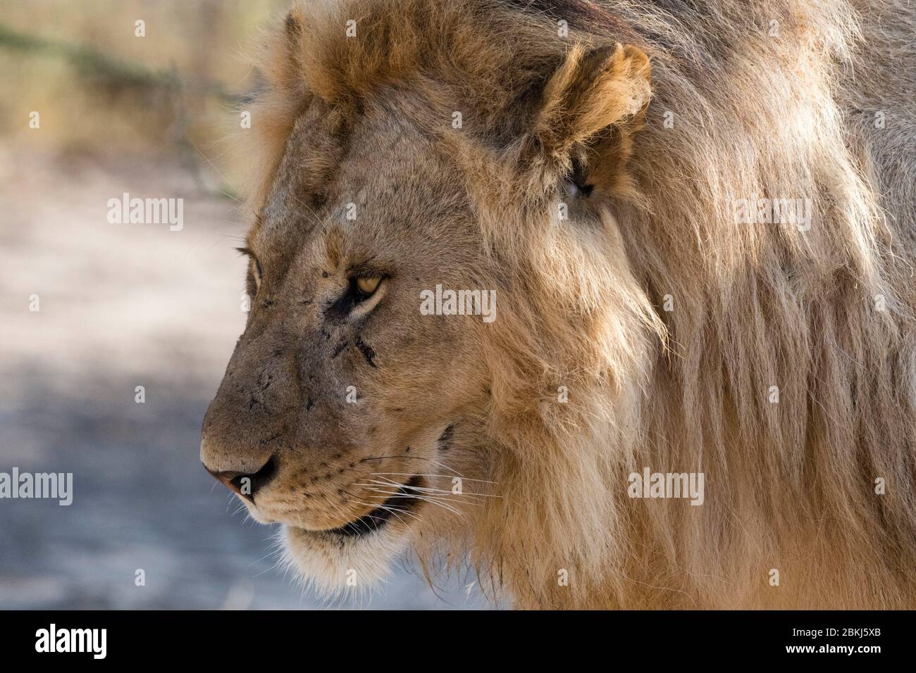 Serengeti national park animal types hi-res stock photography and ...