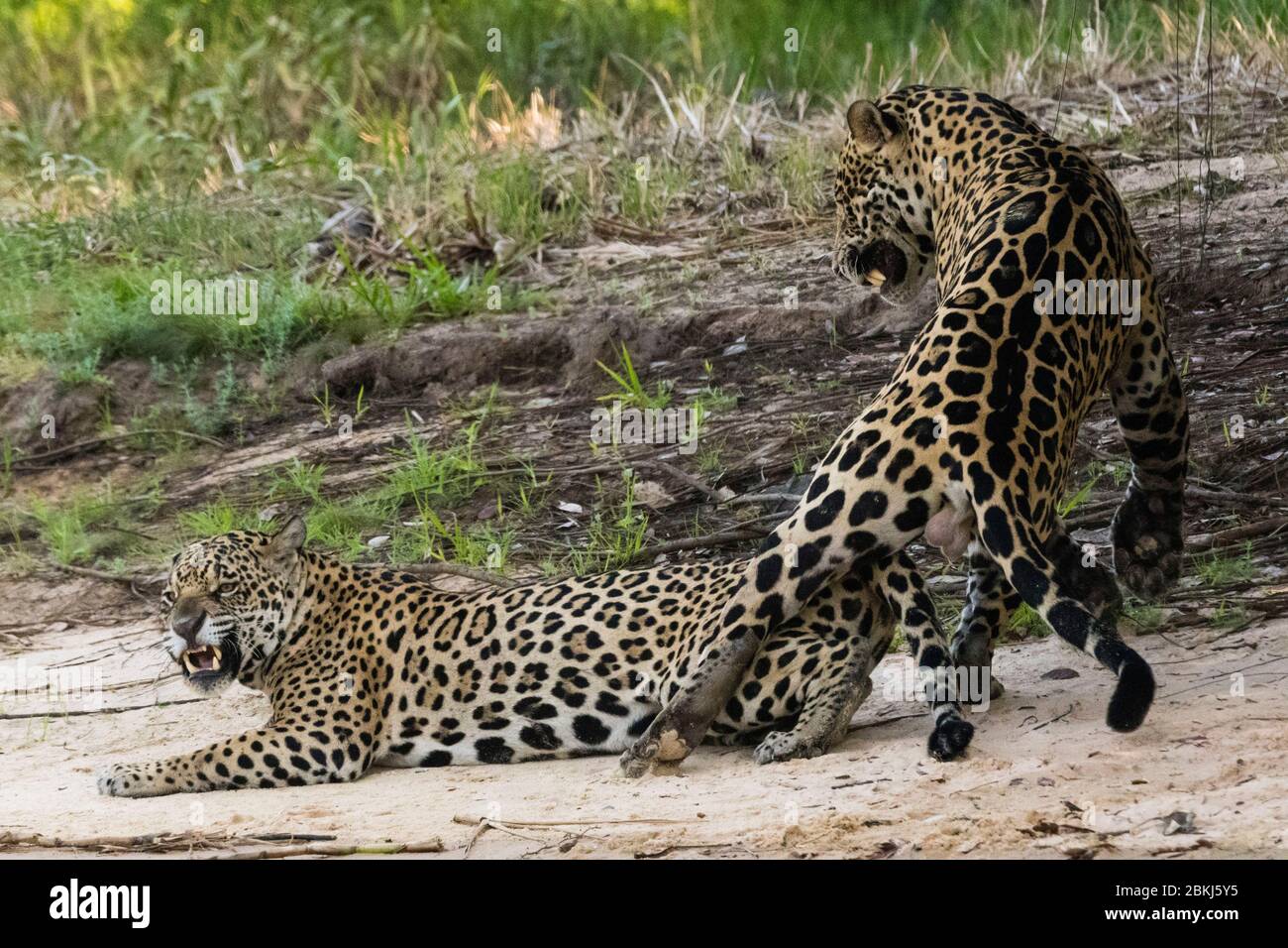 Leopard And Jaguar Mating