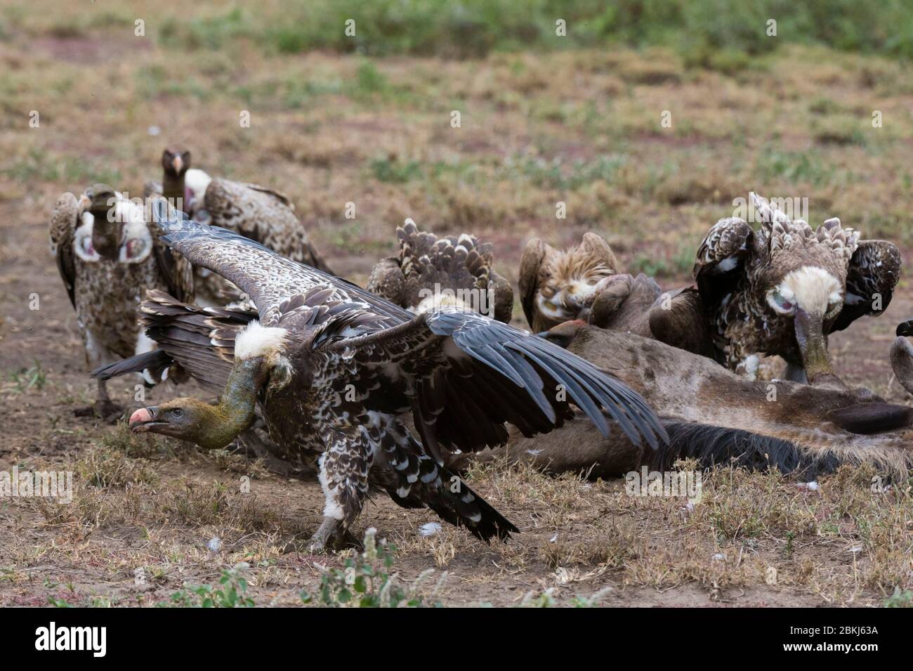 White-backed vultures (Gyps africanus) on a carcass, Ndutu, Ngorongoro ...