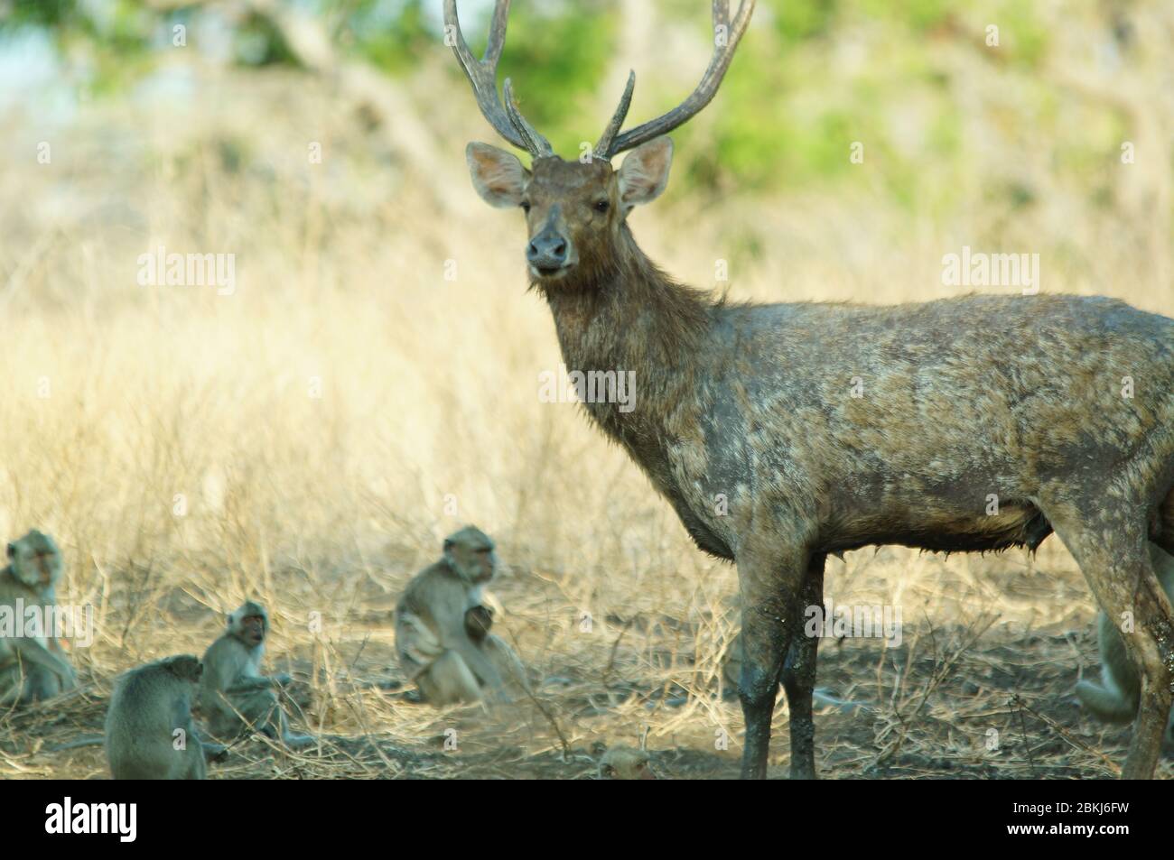 Javan rusa or Sunda sambar (Rusa timorensis) is a deer species that is ...