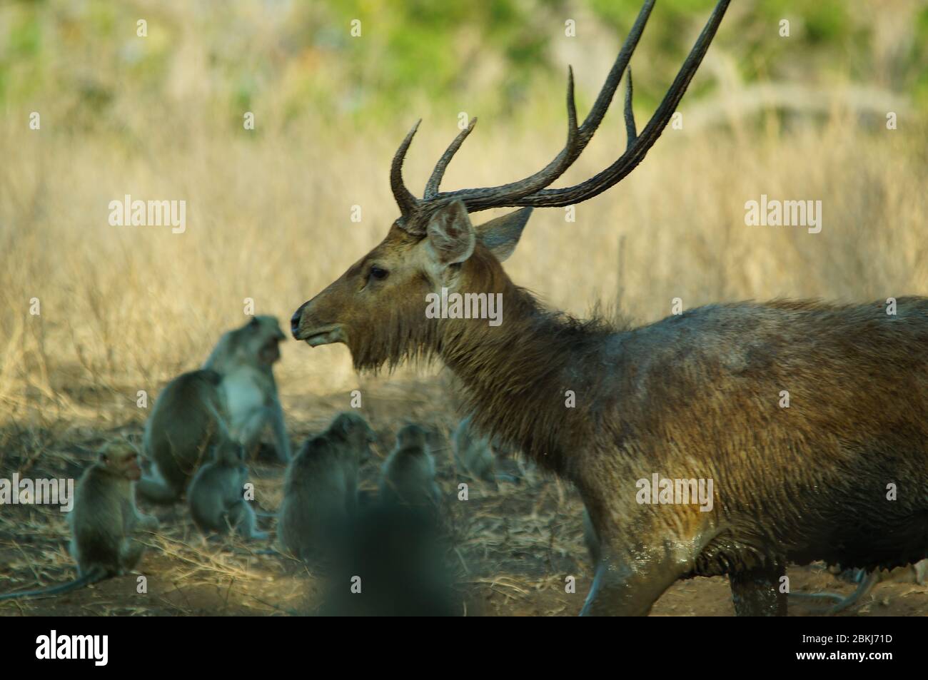 Javan rusa or Sunda sambar (Rusa timorensis) is a deer species that is ...