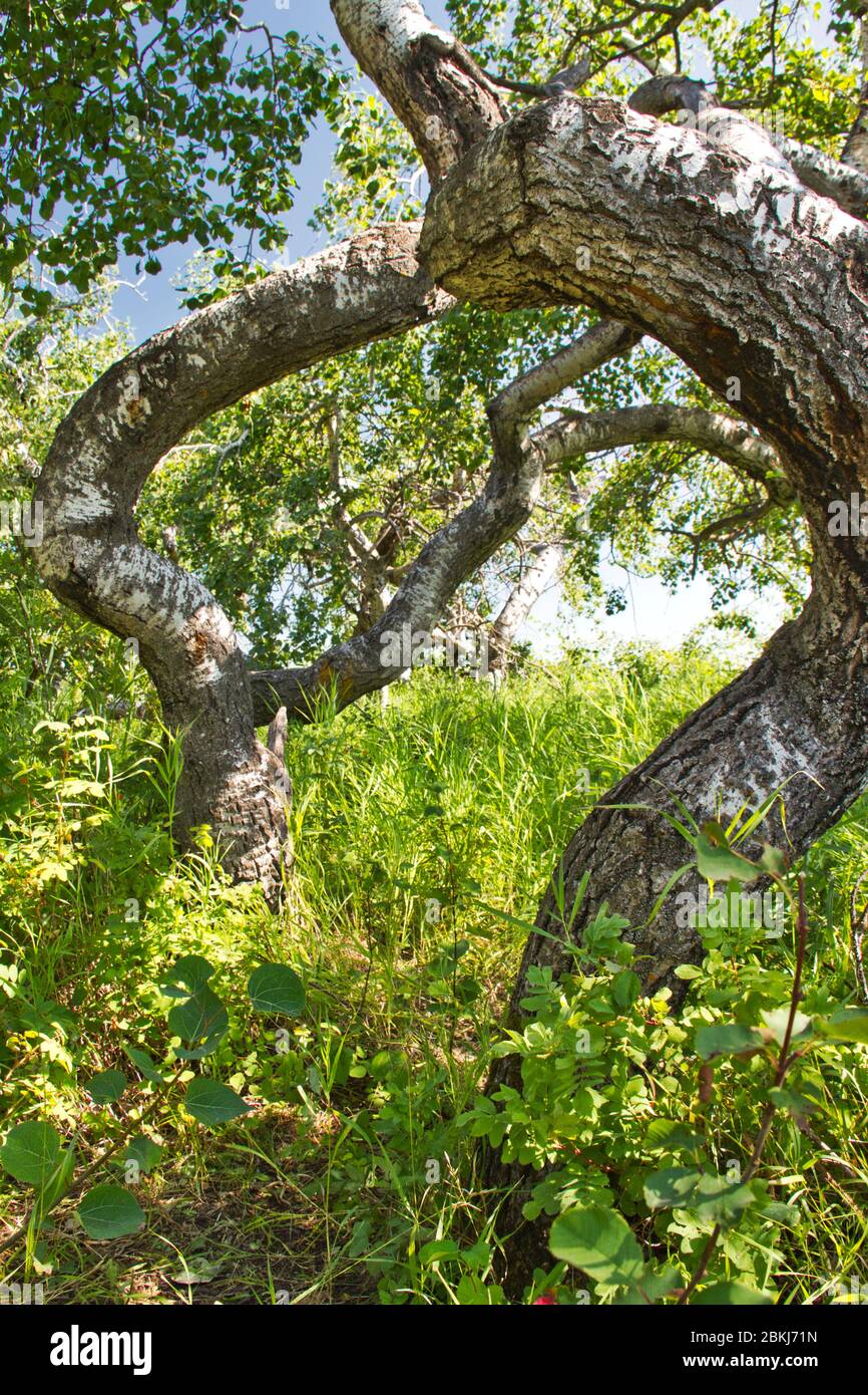 The Crooked Bush of Saskatchewan Stock Photo - Alamy