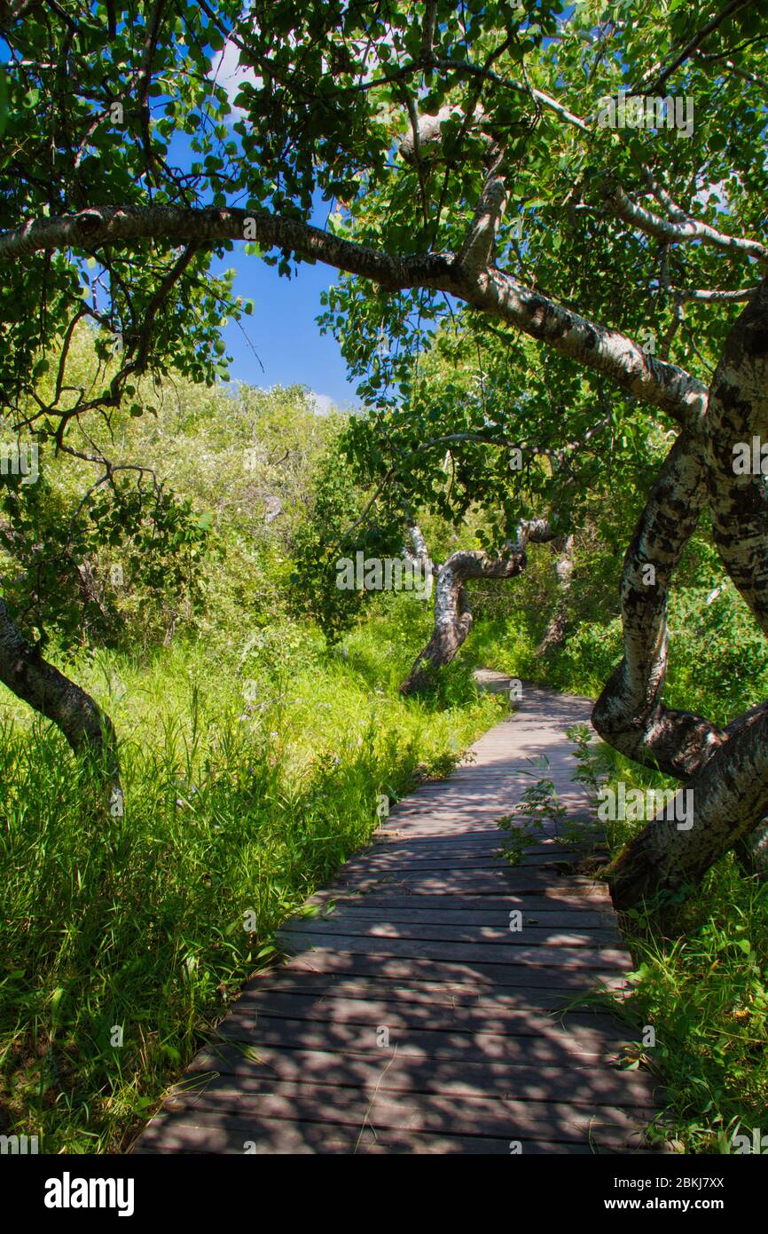 A trail through the Crooked Bush of Saskatchewan Stock Photo - Alamy