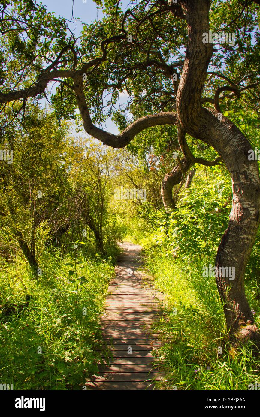 A trail through the Crooked Bush of Saskatchewan Stock Photo - Alamy