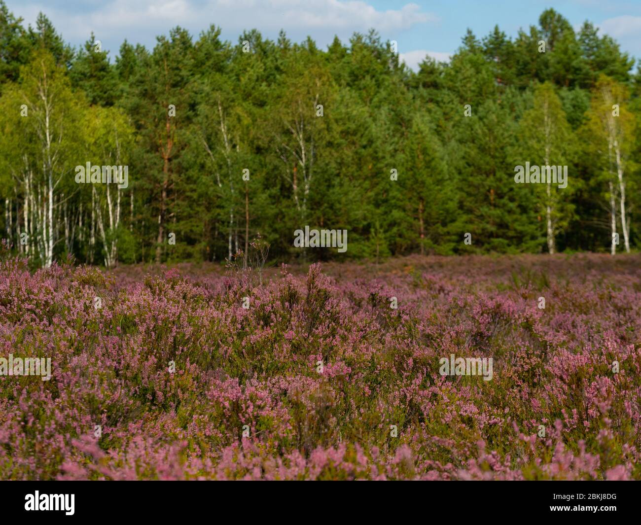 Beautiful heather meadow and forest in the background Stock Photo - Alamy