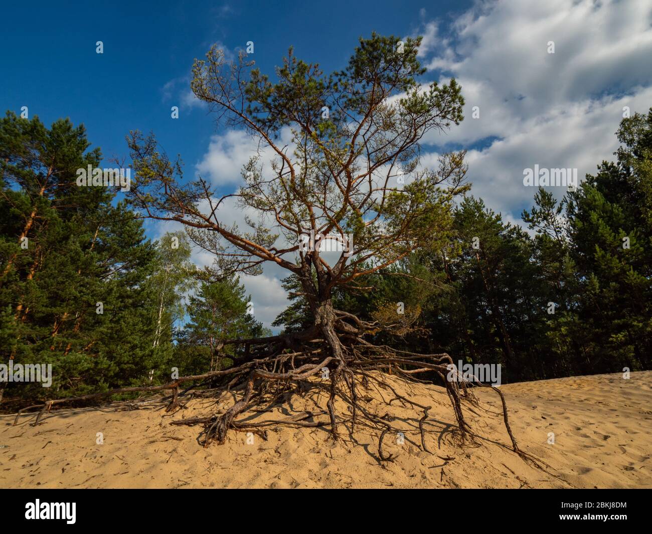 Dead dancing tree hi-res stock photography and images - Alamy